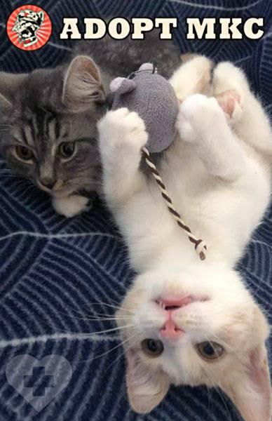 The Mini Kitty Commune - ADOPT MKC!